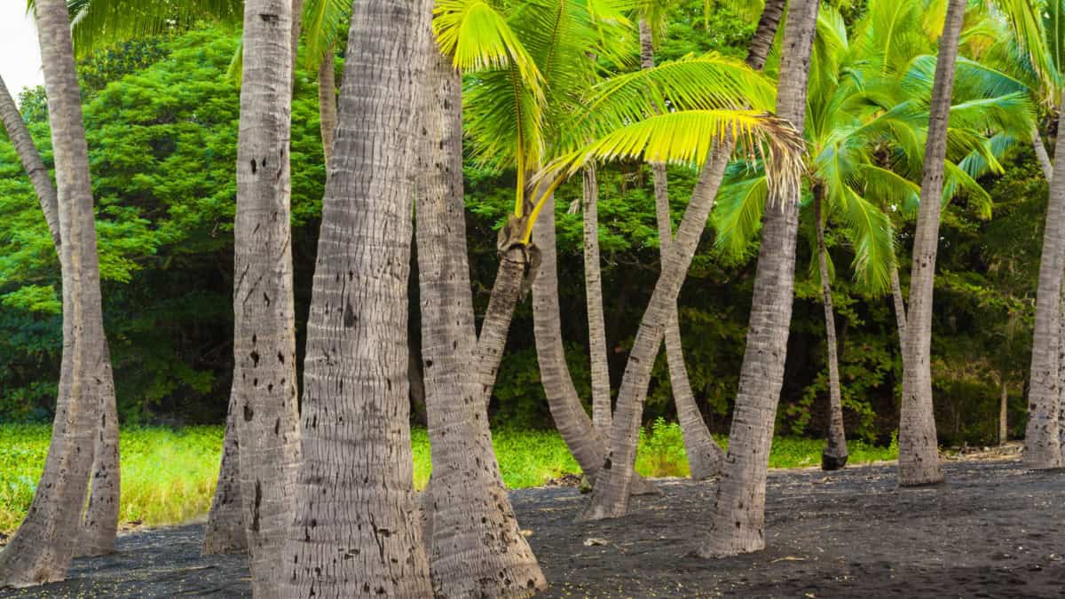 Pohoiki Beach – Salt Water Colours
